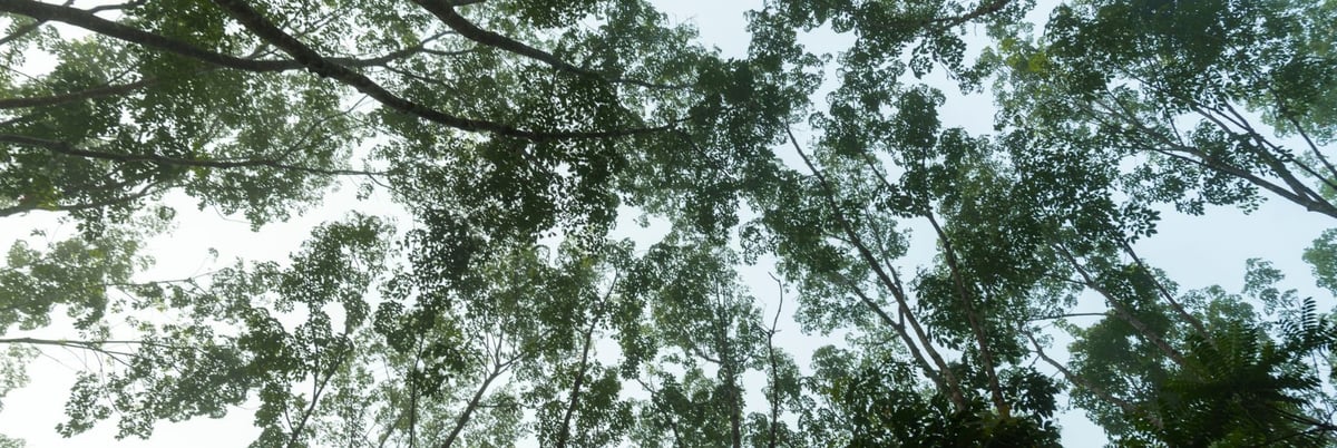 Artificial Intelligence as Public Financial Management Infrastructure